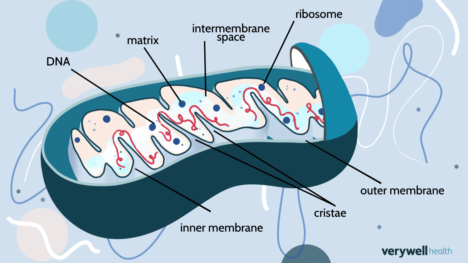 Hungarian University of Sports Science - Main page